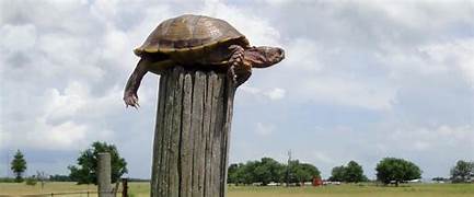 BORDER CZAR HARRIS - A POST TURTLE? - Webbers Whipping Post